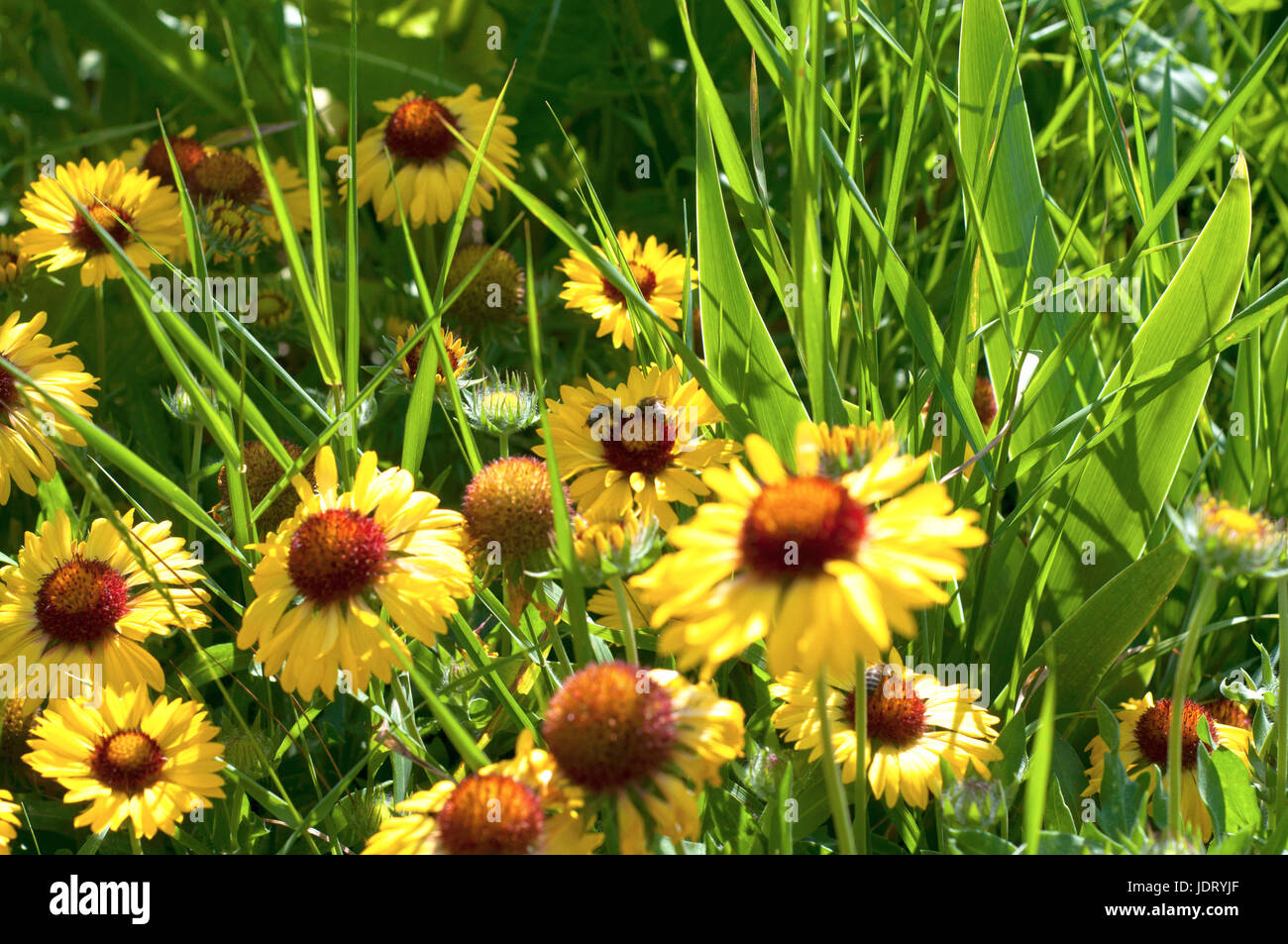Bees pollinate Yellow coreopsis flowers in the garden Stock Photo - Alamy