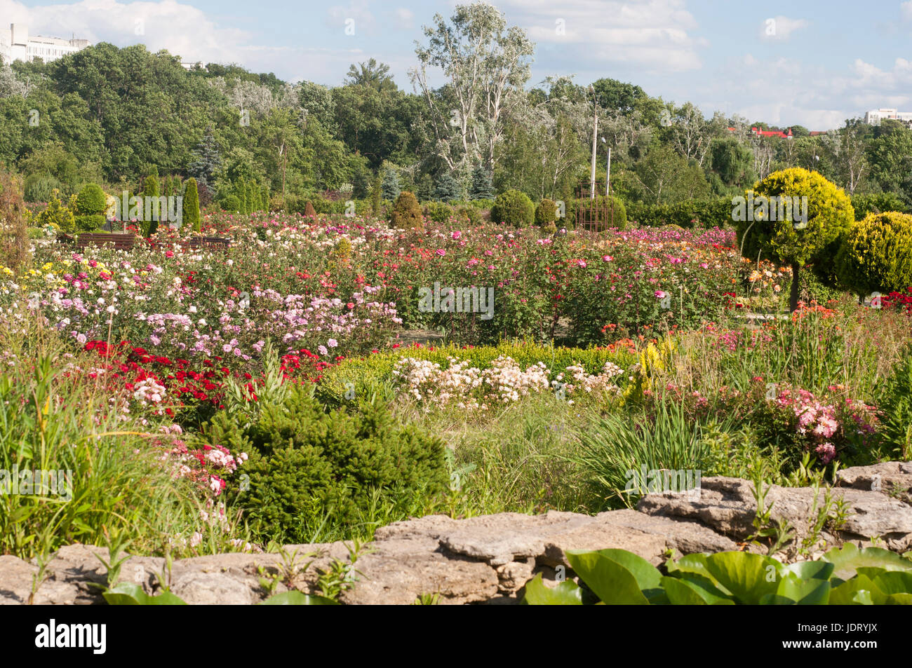 Field of roses hi-res stock photography and images - Alamy