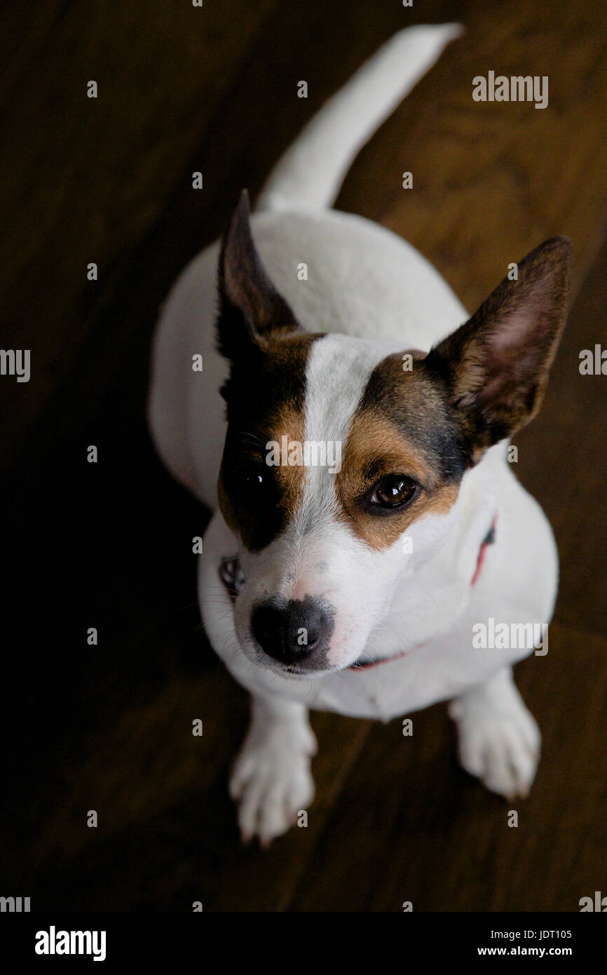 Jack Russell Terrier dog sitting on wood floor looking at the camera ...