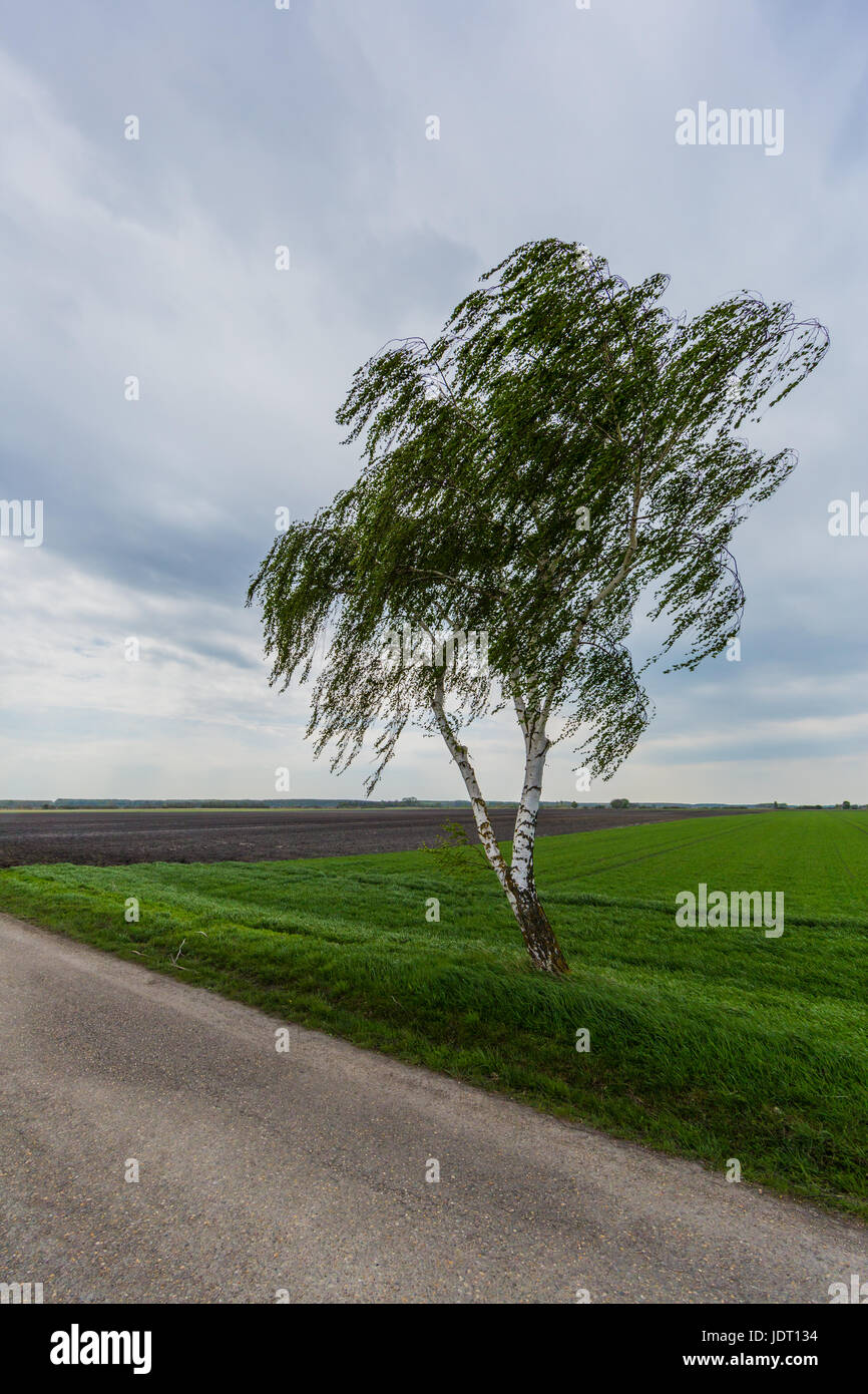 lonesome natural birch tree in wind with street Stock Photo - Alamy