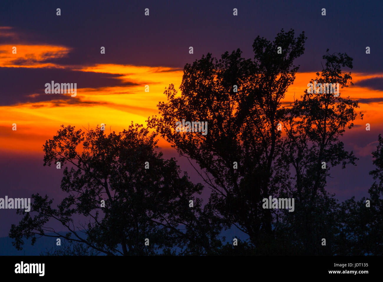 silhouette of tree during natural sunset with orange sky Stock Photo ...