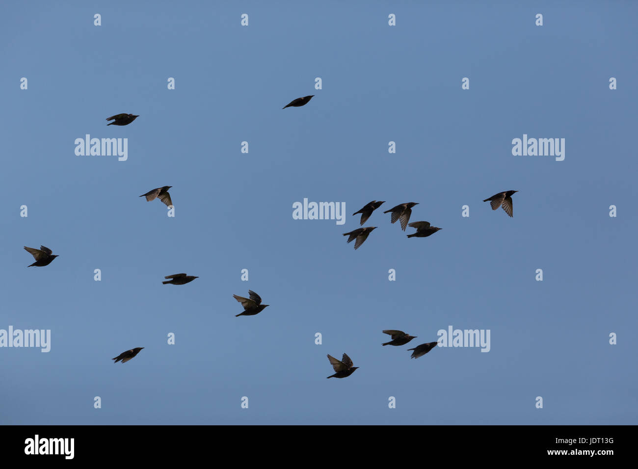 many natural starlings (Sturnus vulgaris) flying in blue sky Stock ...