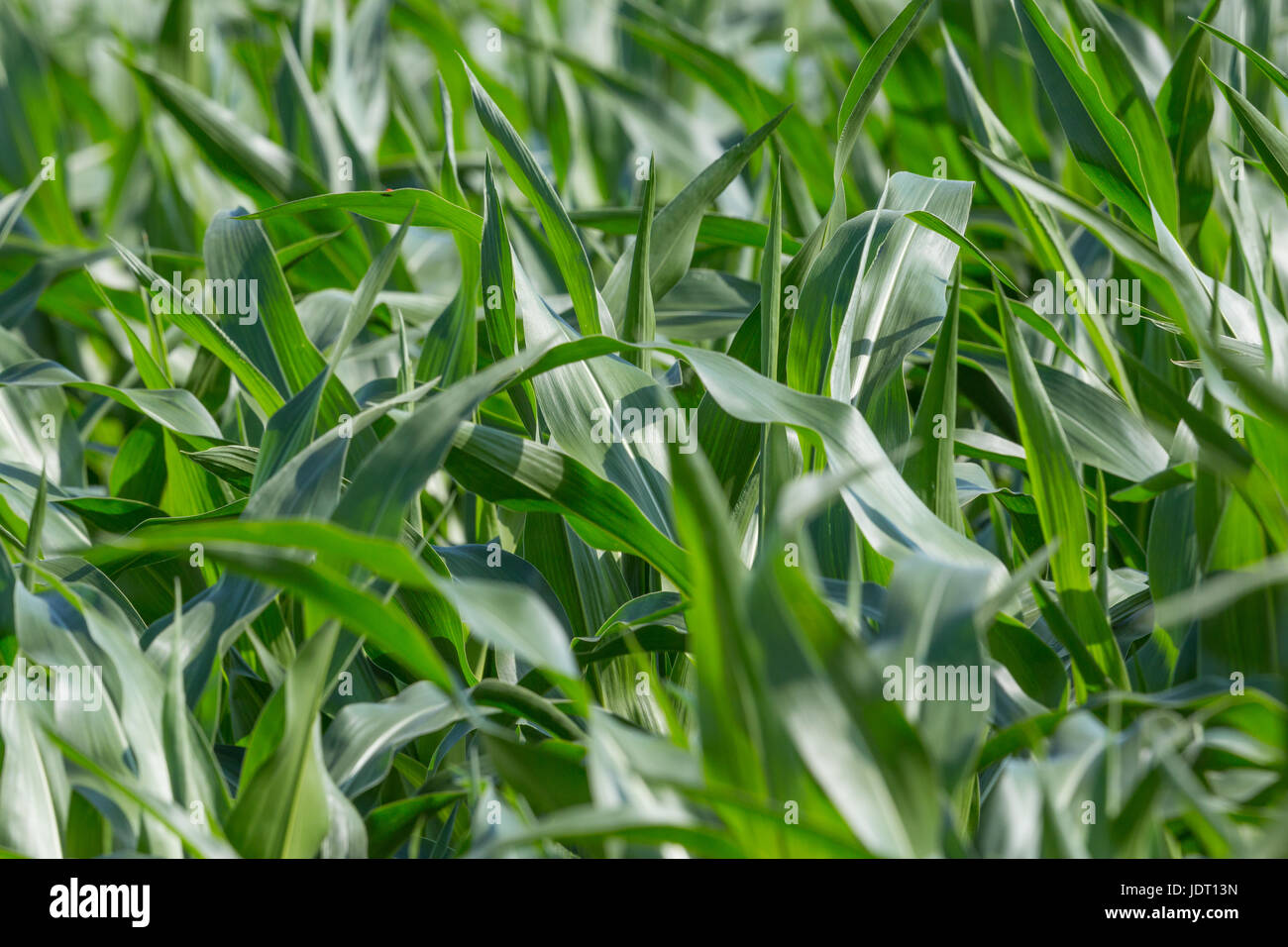 details of many natural sweet corn plants in sunlight Stock Photo - Alamy