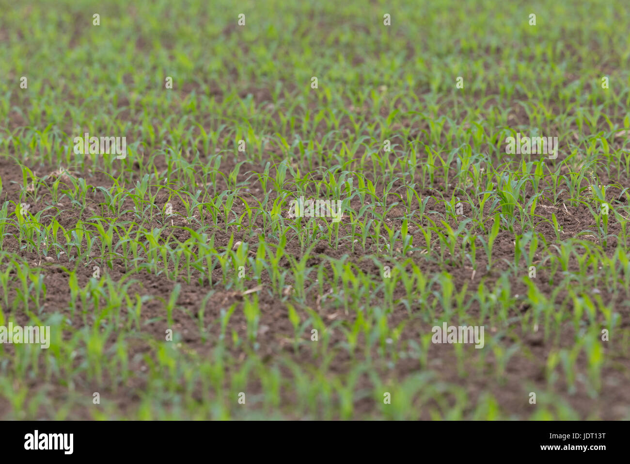 field of natural young sweet corn plants in rows Stock Photo - Alamy