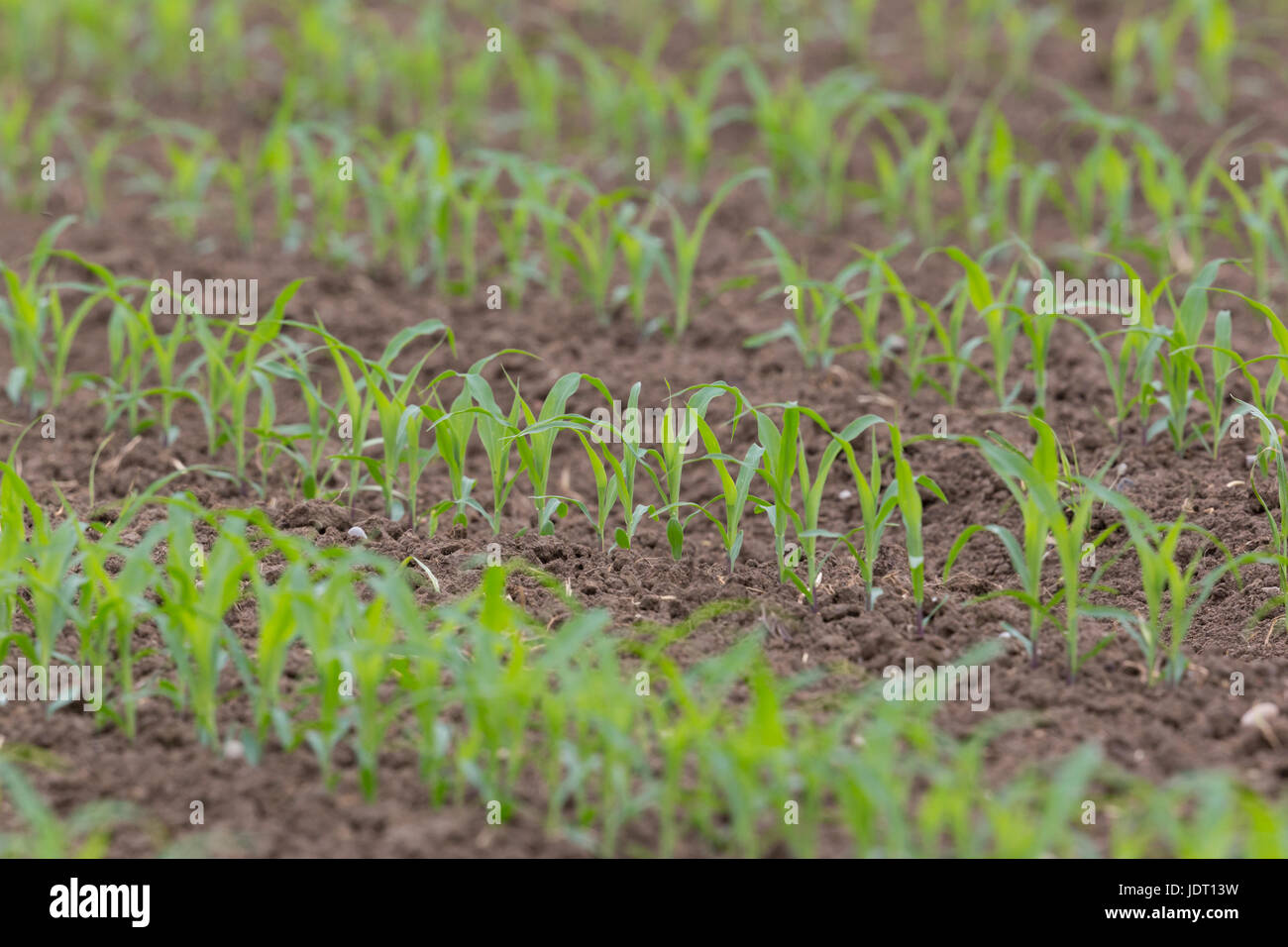 field of natural young sweet corn plants in rows Stock Photo - Alamy
