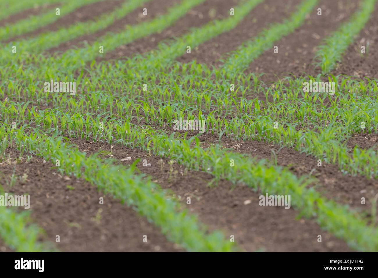 field of young natural sweet corn plants in rows Stock Photo - Alamy