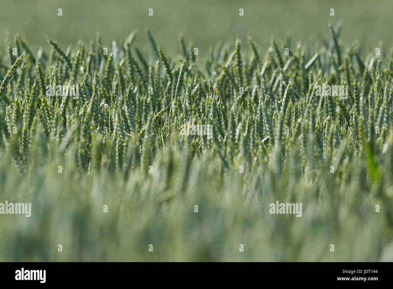 Natural ears hi-res stock photography and images - Alamy