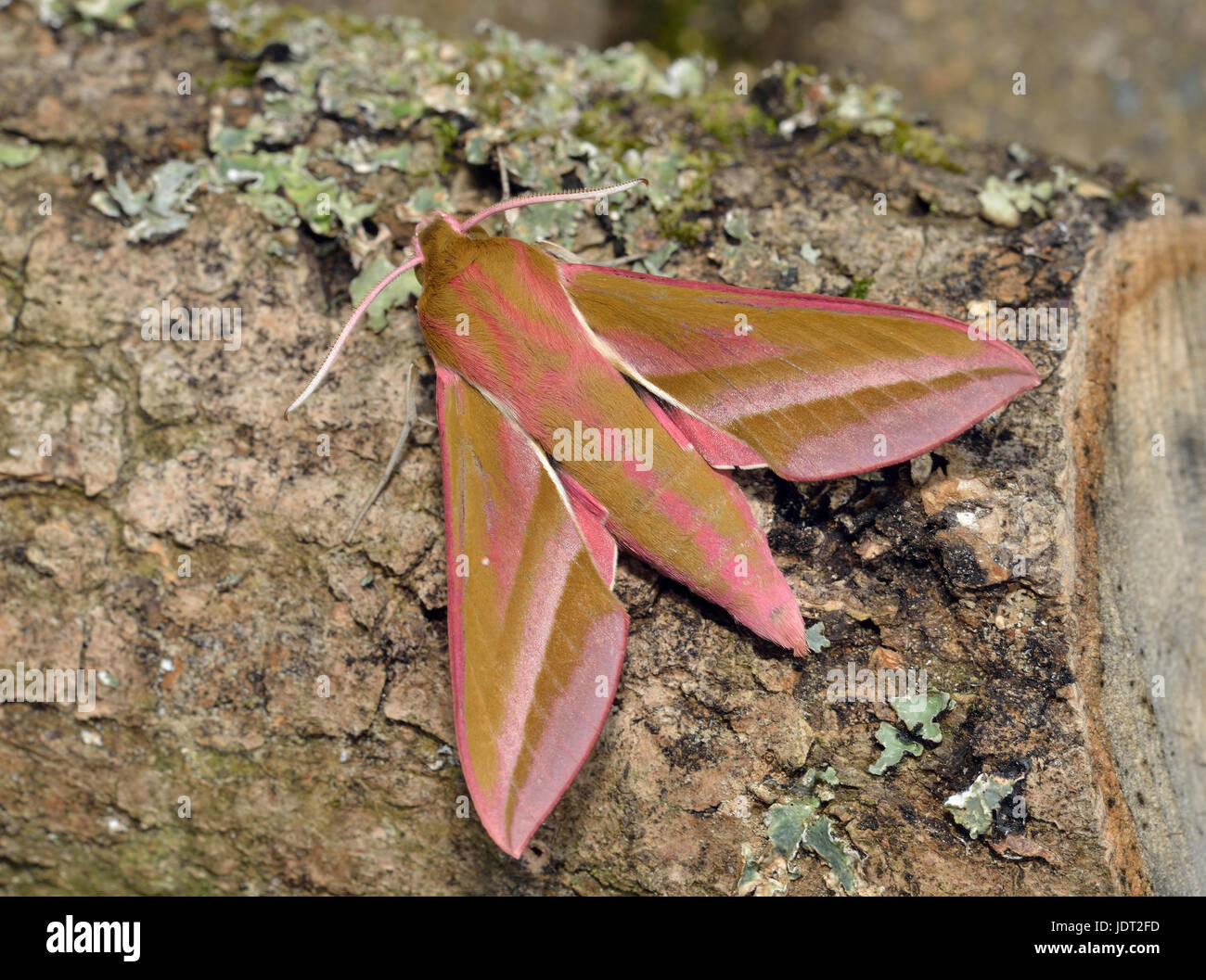 Elephant Hawkmoth - Deilephila elpenor Pink Moth on log Stock Photo - Alamy