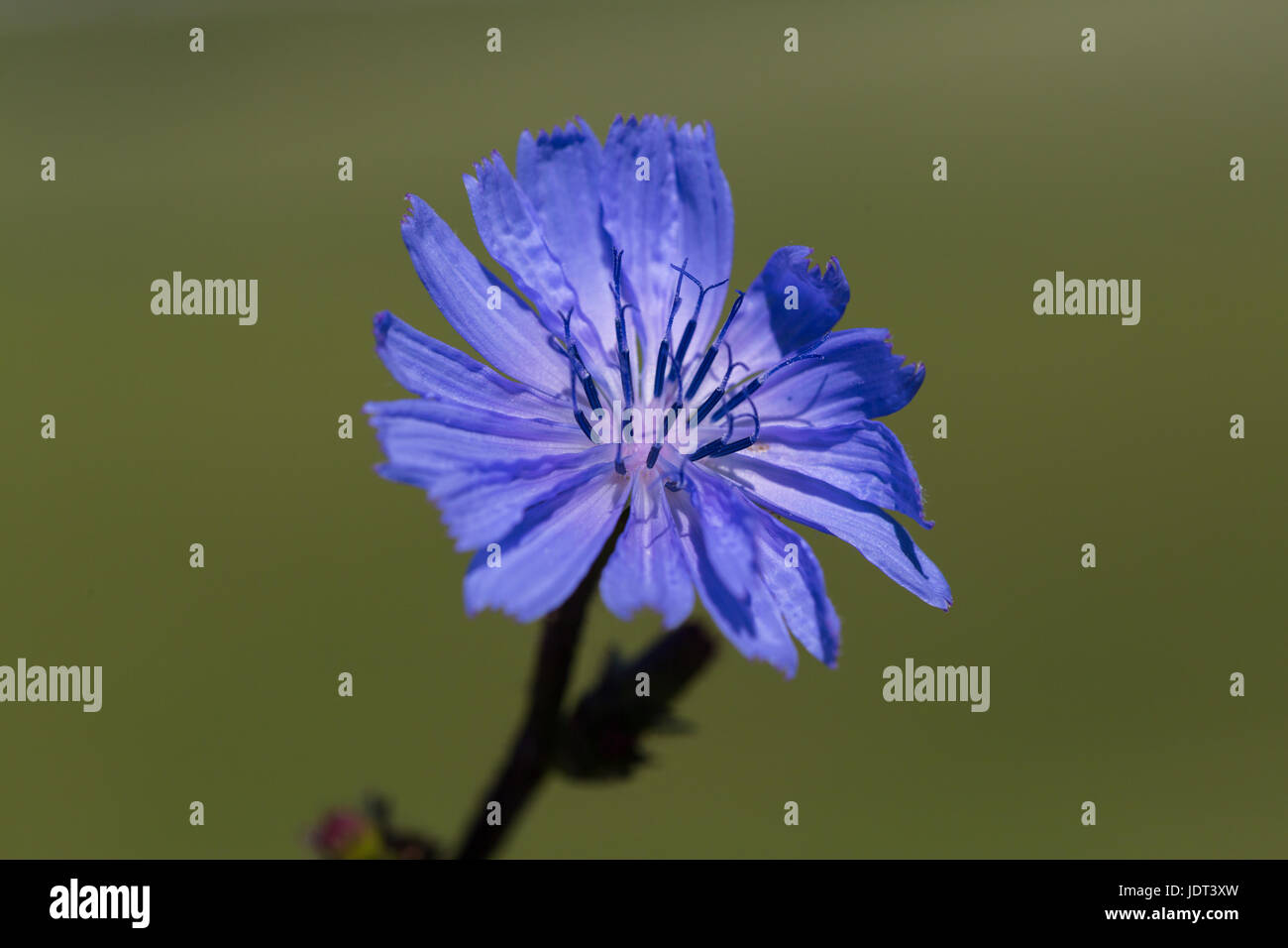 Smooth flower petals hi-res stock photography and images - Alamy