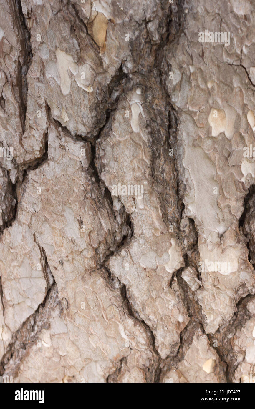 Color bark of pine tree. Background bark with wood detail Stock Photo ...