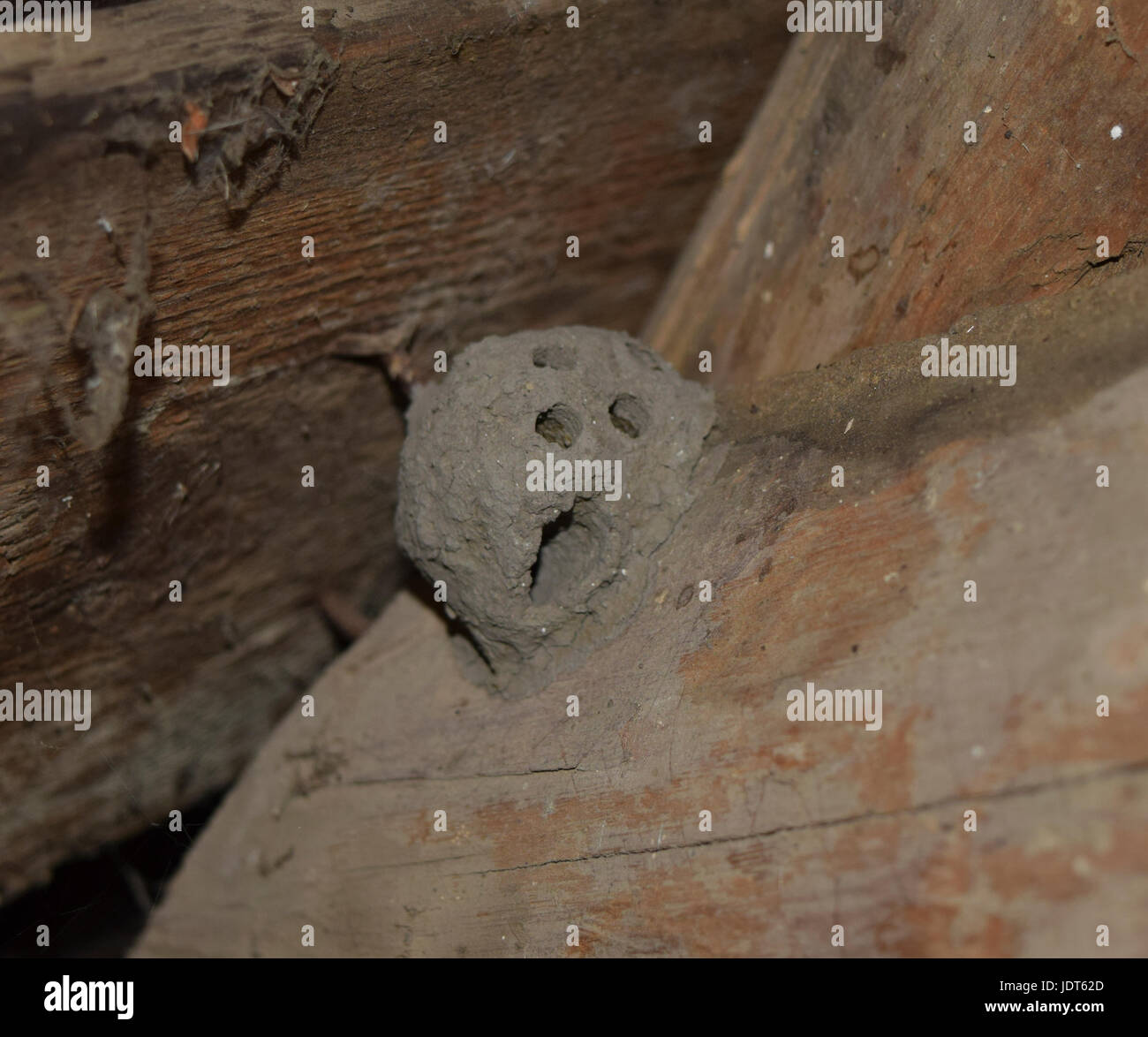 Clay nest of wasps. Nest with holes to exit the larvae. The earth's ...