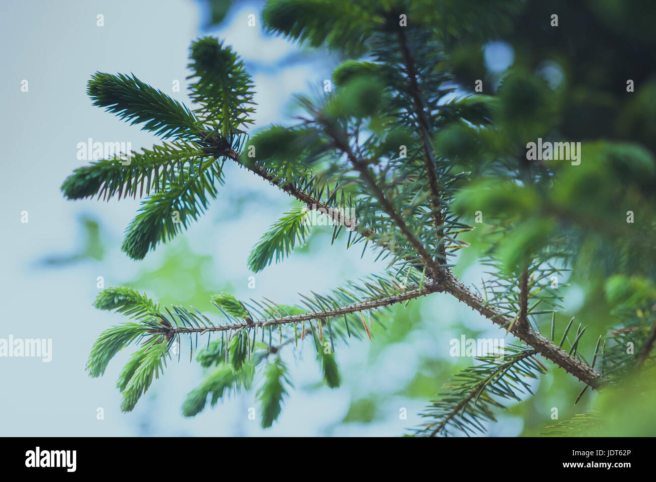 Bristle grass hi-res stock photography and images - Alamy