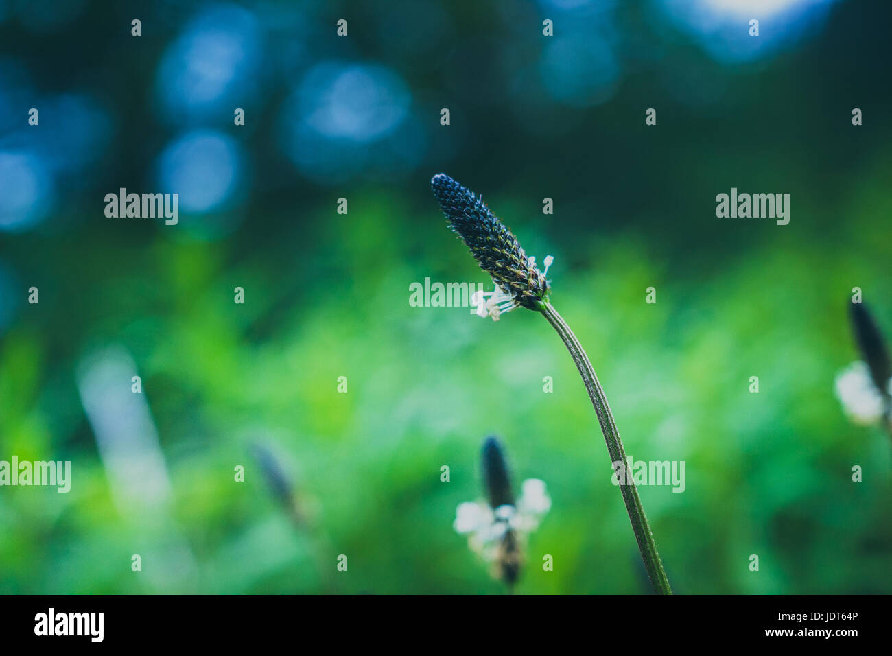 Bristle grass hi-res stock photography and images - Alamy
