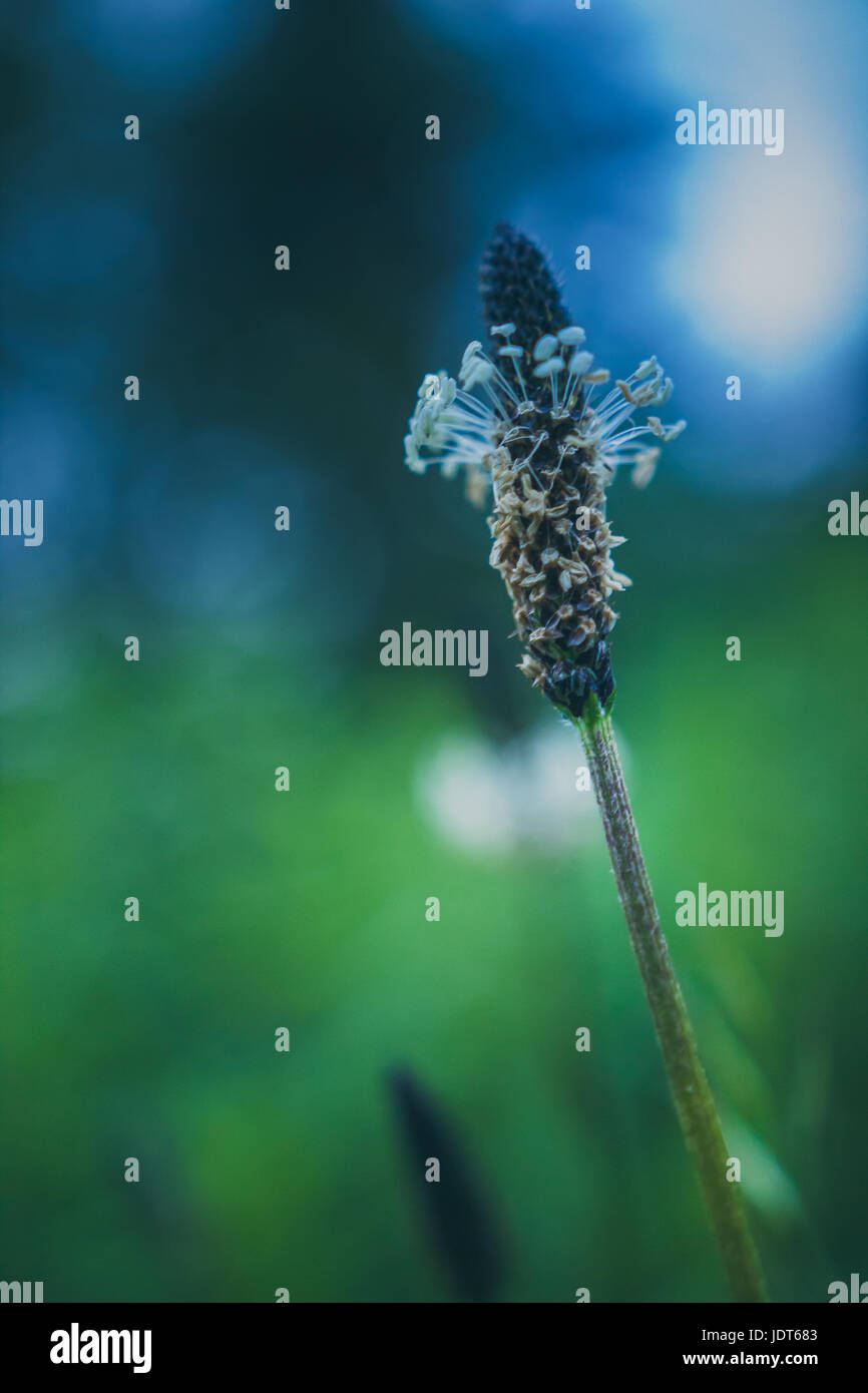 Bristle grass hi-res stock photography and images - Alamy