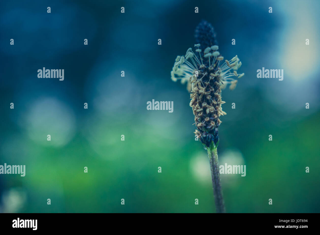 Bristle grass hi-res stock photography and images - Alamy