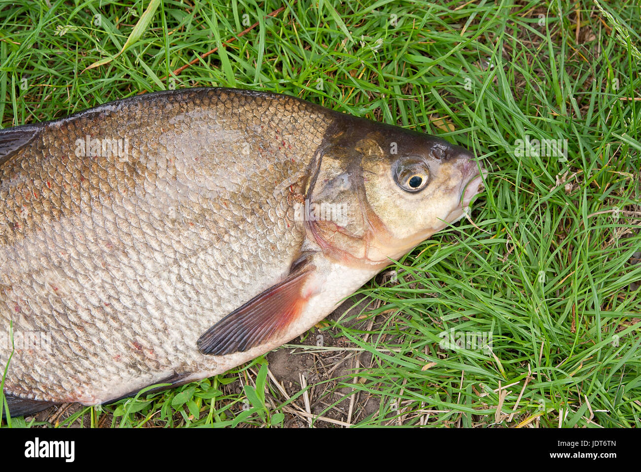Close up view of just taken from the water freshwater common bream ...