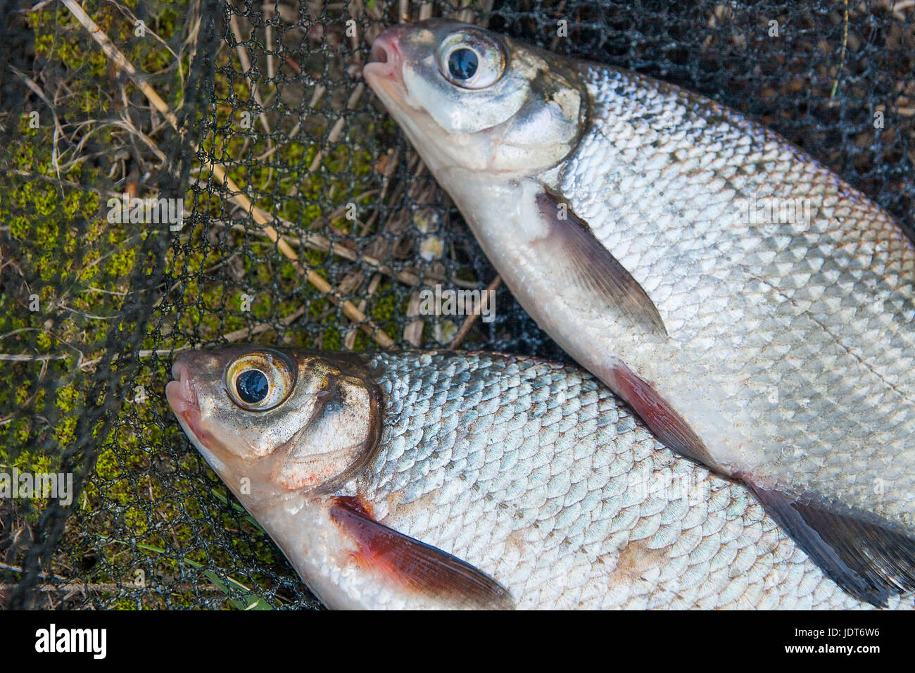 Just taken from the water freshwater white bream or silver fish known ...
