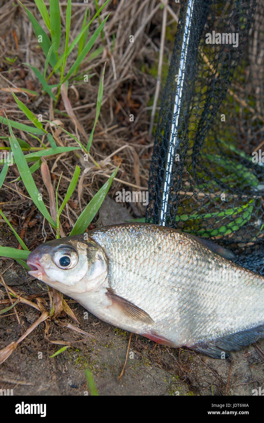 Close up view of just taken from the water freshwater white-eye bream ...