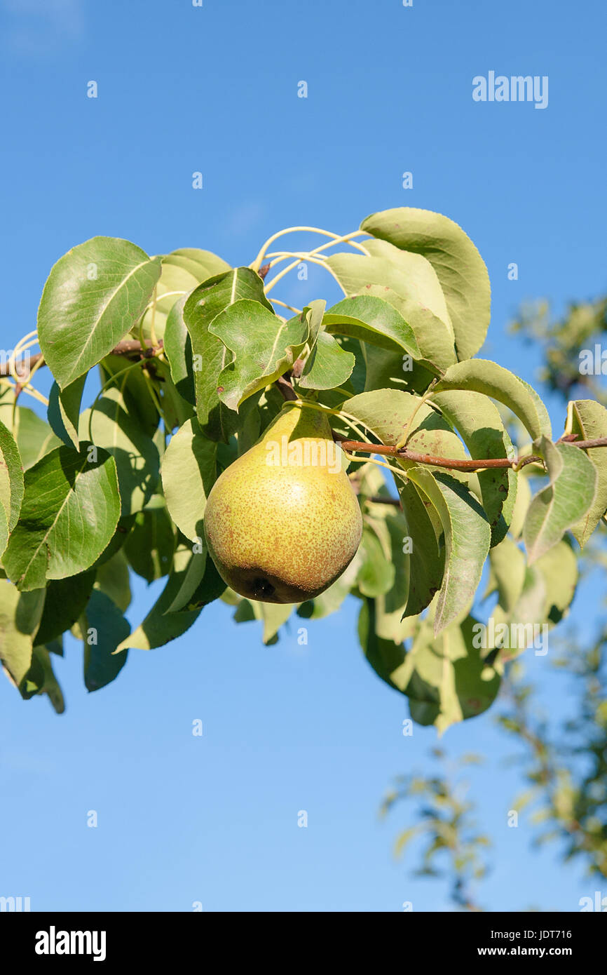 Ripe pears on tree branch. Organic pears in the garden. Close up view ...