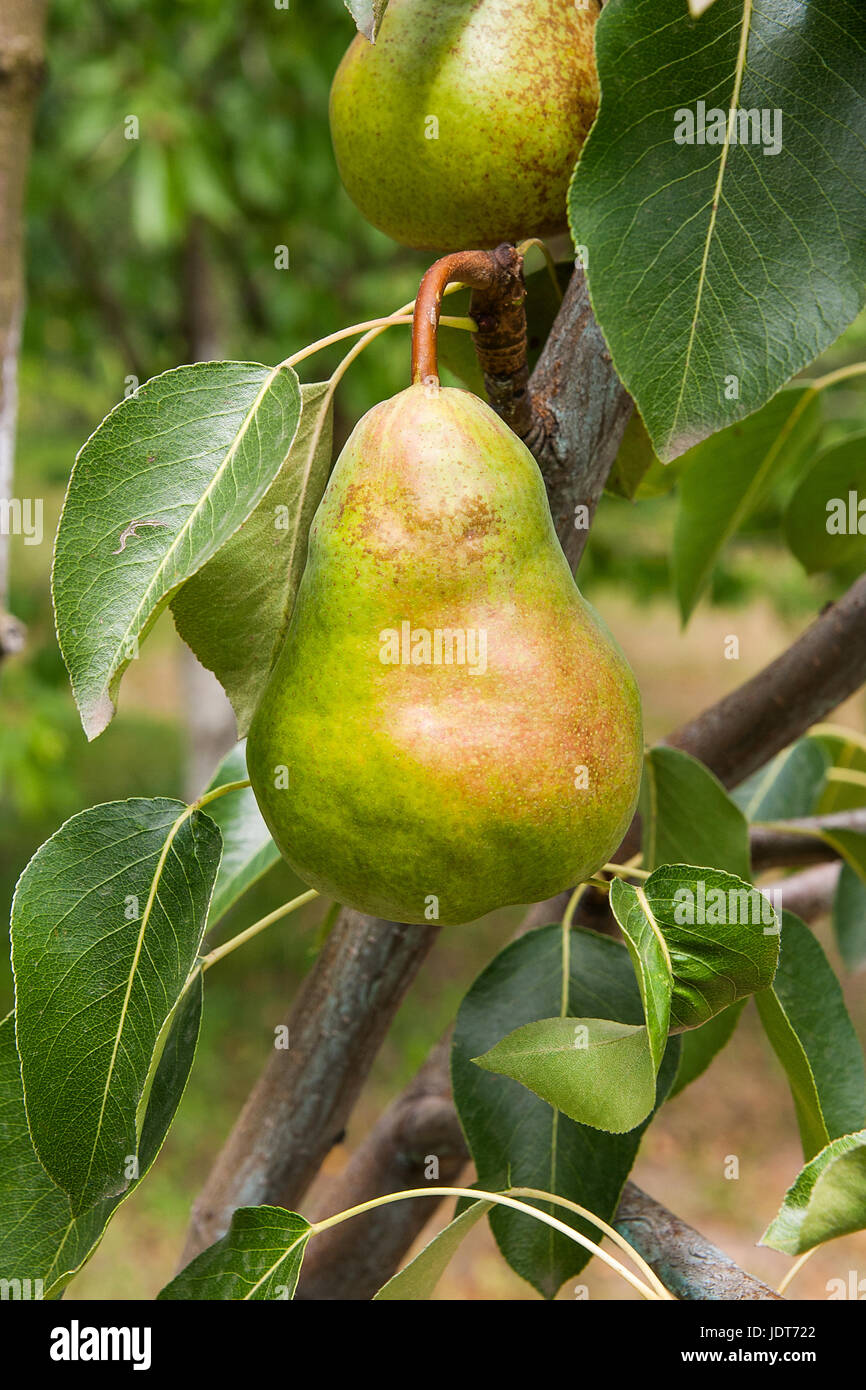 Ripe pears on tree branch. Organic pears in the garden. Close up view ...