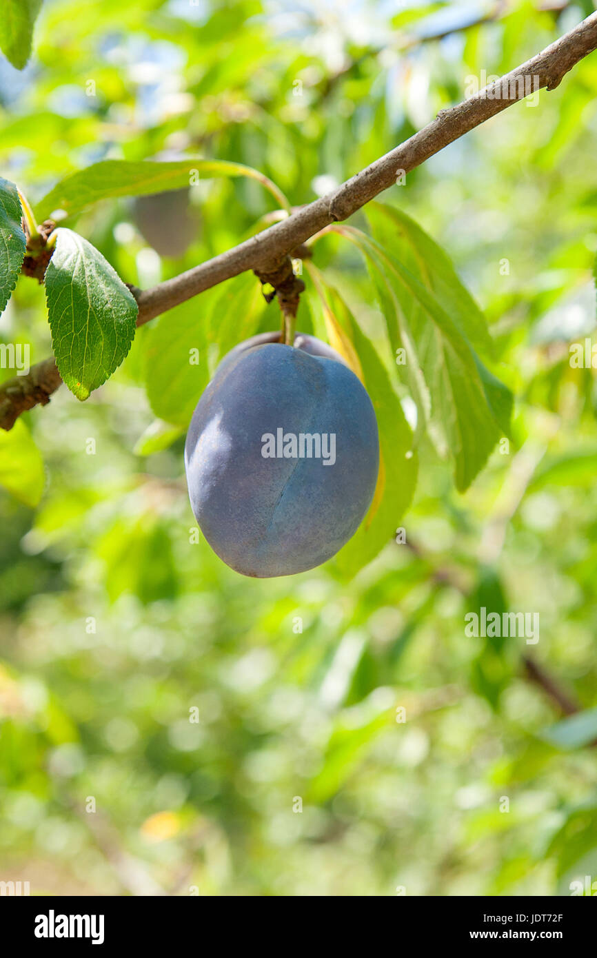 Close up of the plums ripe on branch. Ripe plums on a tree branch in ...