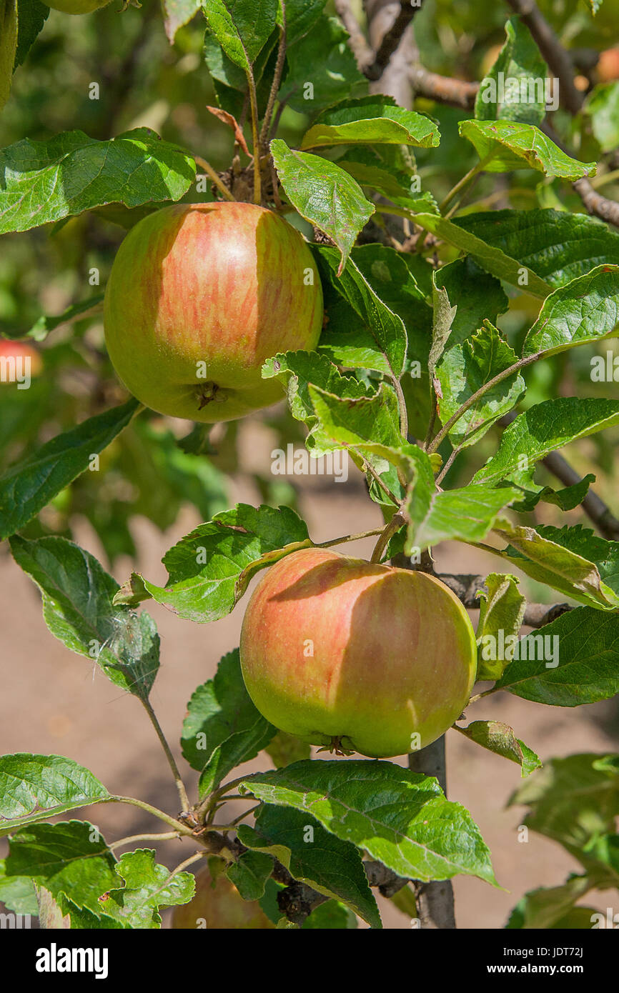 Close up of the tree branch with ripe organic apple on branch, fruit on ...