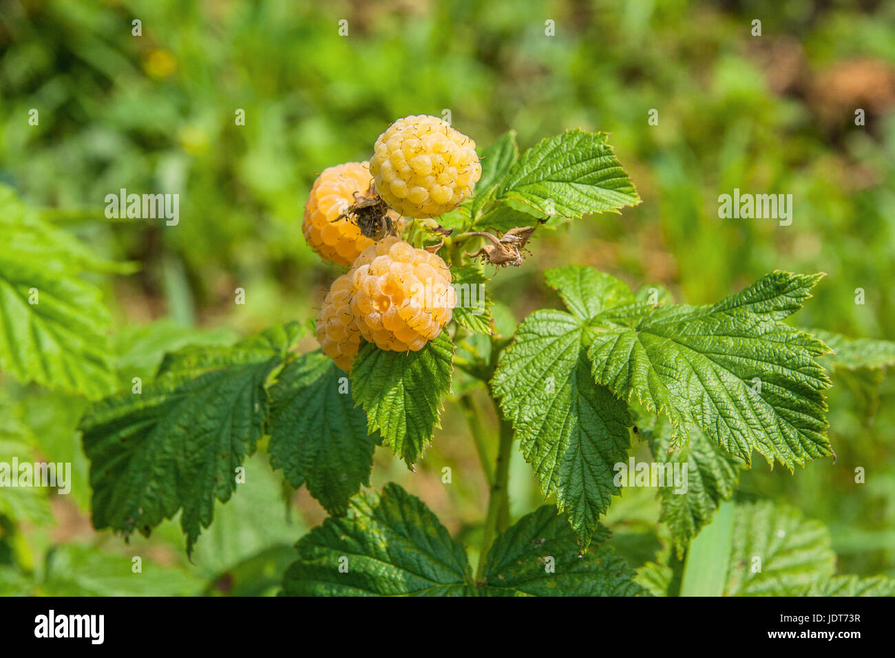 Lots of red ripe yellow raspberries on a bush. Close up of fresh ...