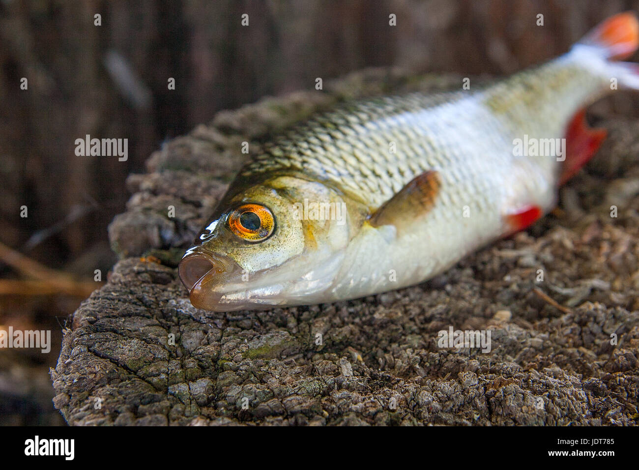 Close up view of single freshwater common rudd fish known as Scardinius ...