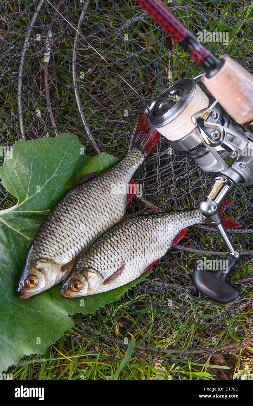 Close up view of two freshwater common rudd fish known as scardinius ...