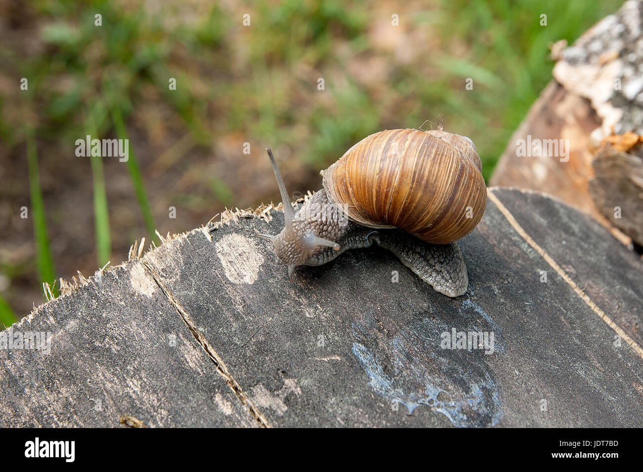 Roman Snail - Helix pomatia. Helix pomatia, common names the Roman ...