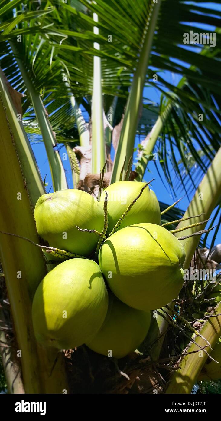 Cluster of green coconuts on coconut tree Stock Photo - Alamy
