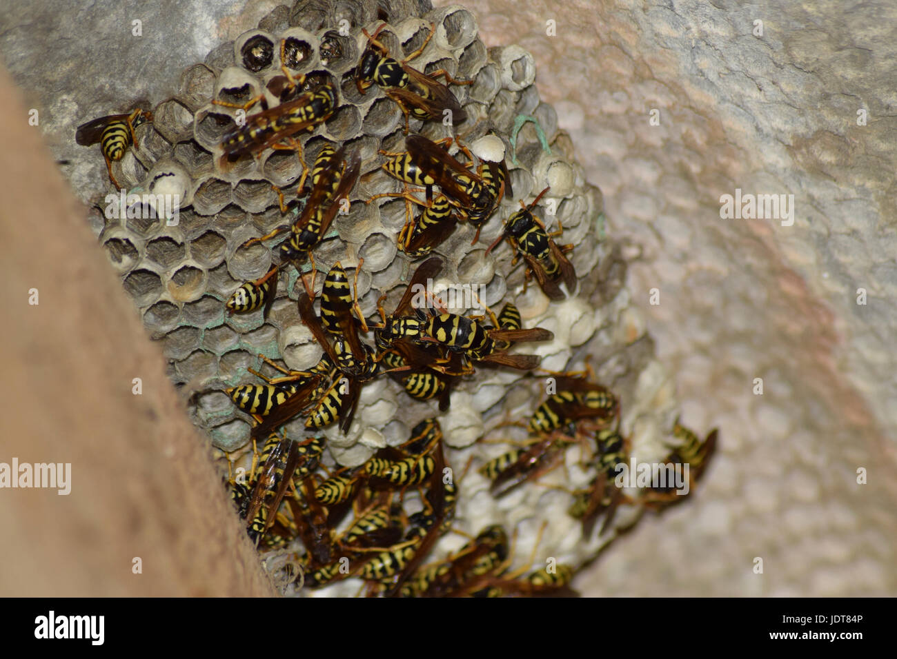 Wasps polist. The nest of a family of wasps which is taken a close-up ...