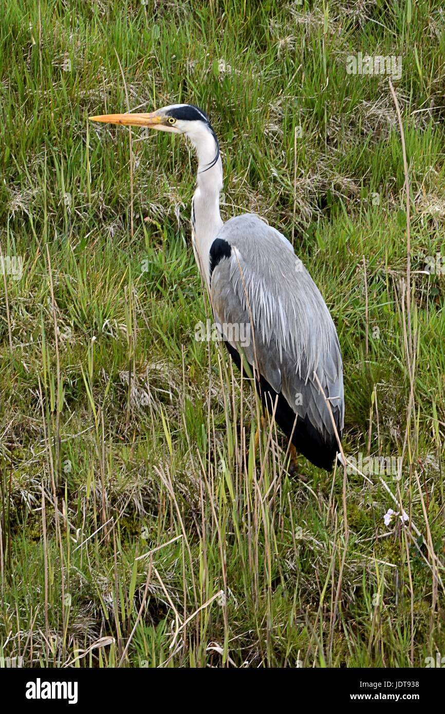 Reiger hi-res stock photography and images - Alamy