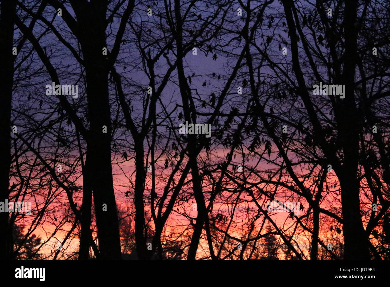 Night branches hi-res stock photography and images - Alamy