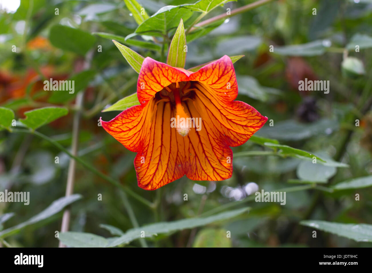 Canarina canariensis orange bell flower. Shadow tolerant plant Stock ...