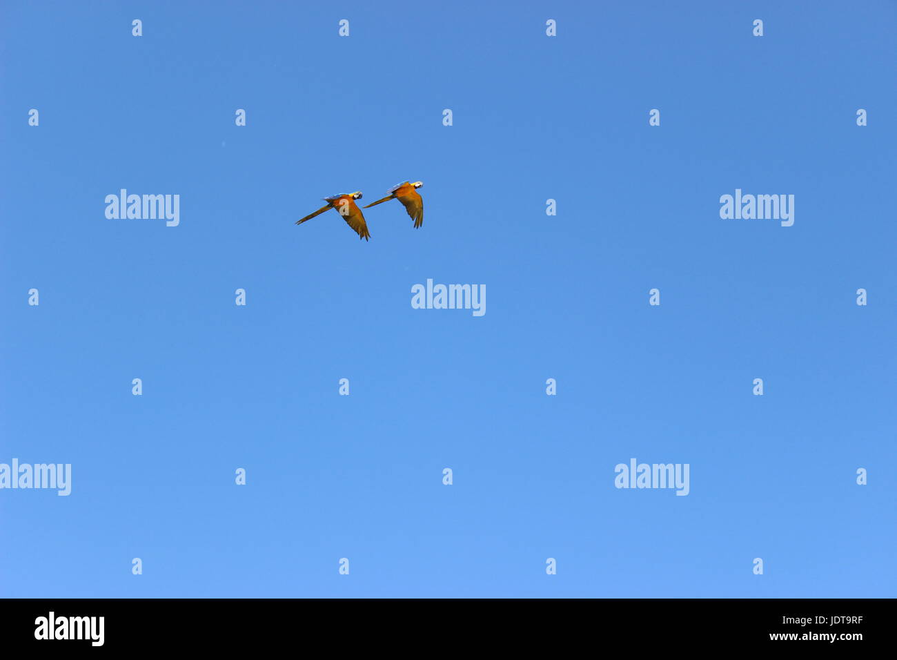 Flying birds colour hi-res stock photography and images - Alamy