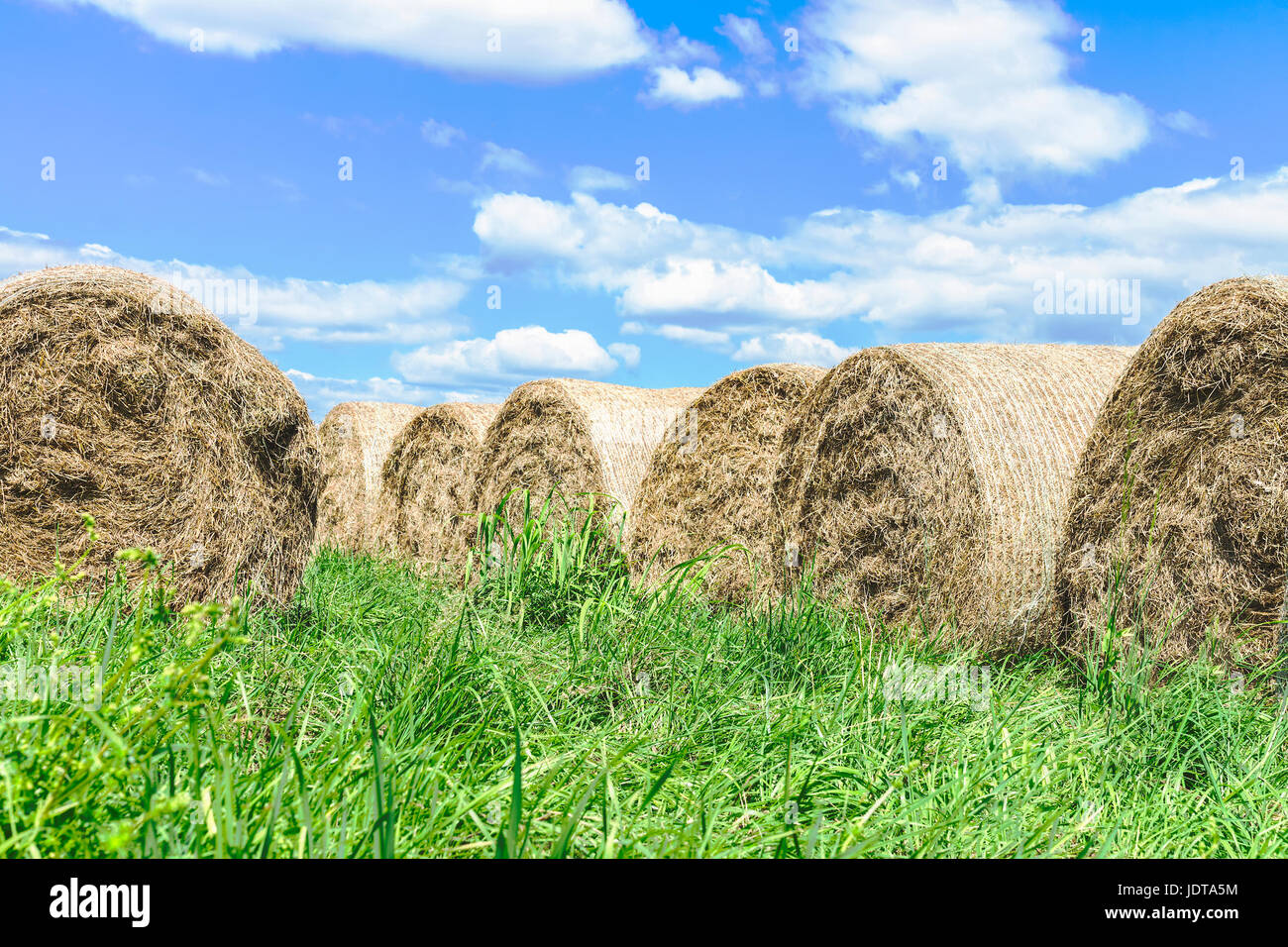 Group of hay bales in green grass with blue sky and white clouds in the ...