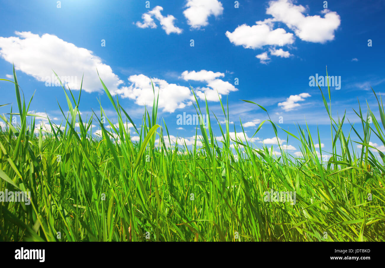 green summer grass and sky Stock Photo - Alamy