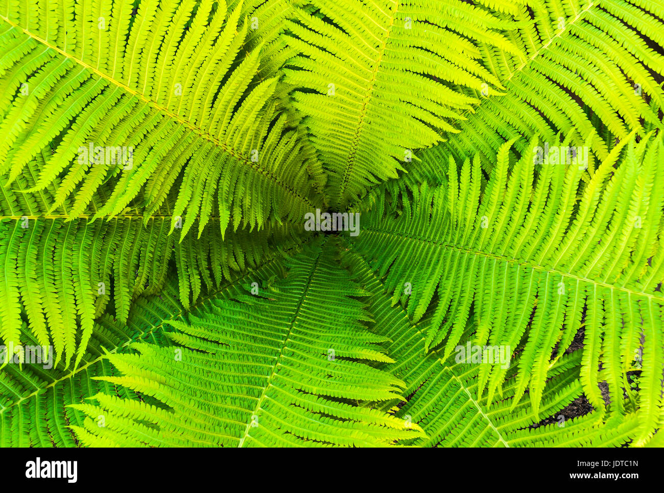 Top view of a garden fern closeup Stock Photo - Alamy