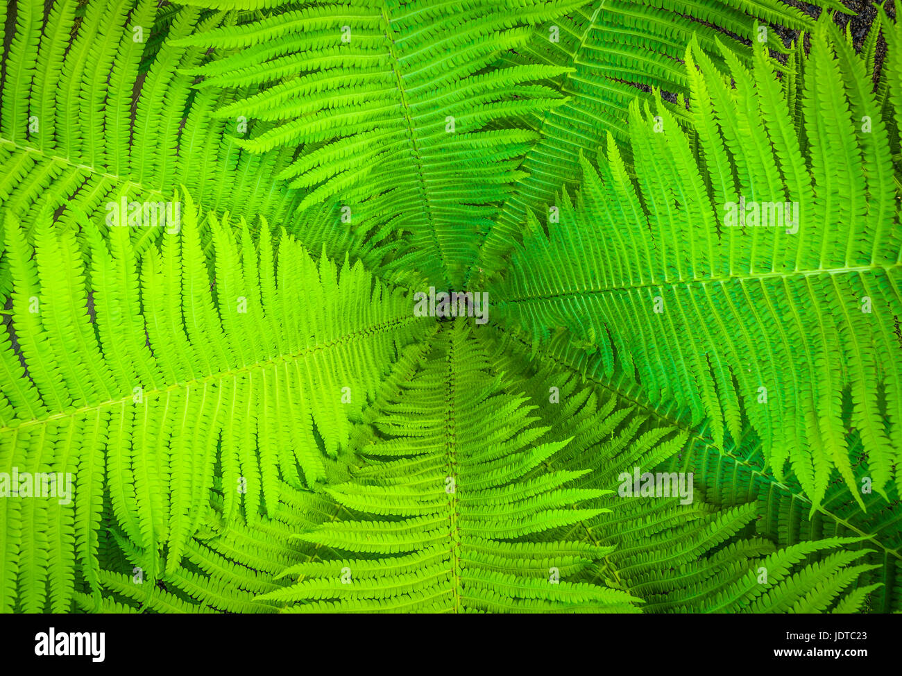 Top view of a garden fern closeup Stock Photo - Alamy