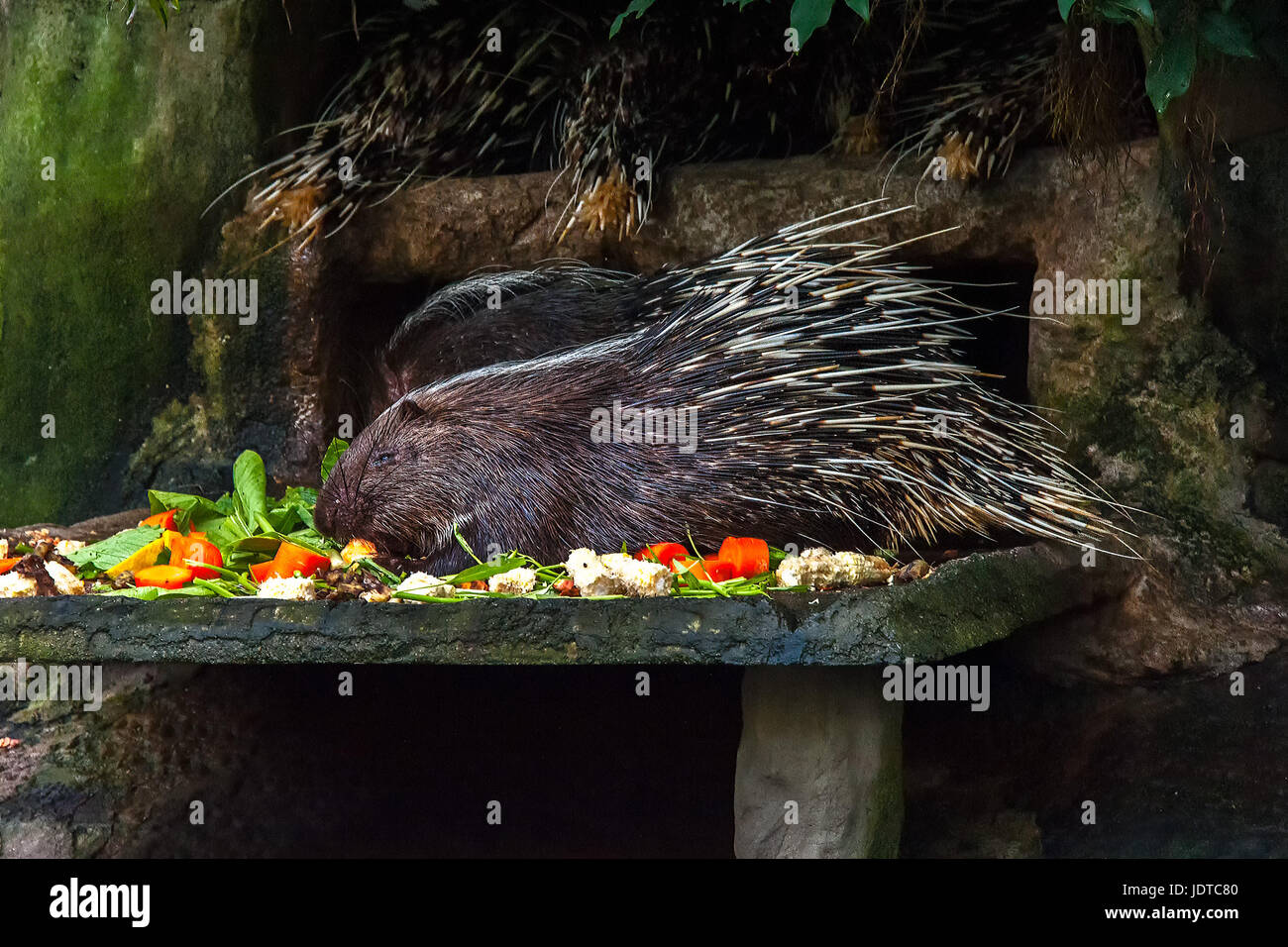 Porcupines are rodent mammals with a coat of sharp spines, or quills ...