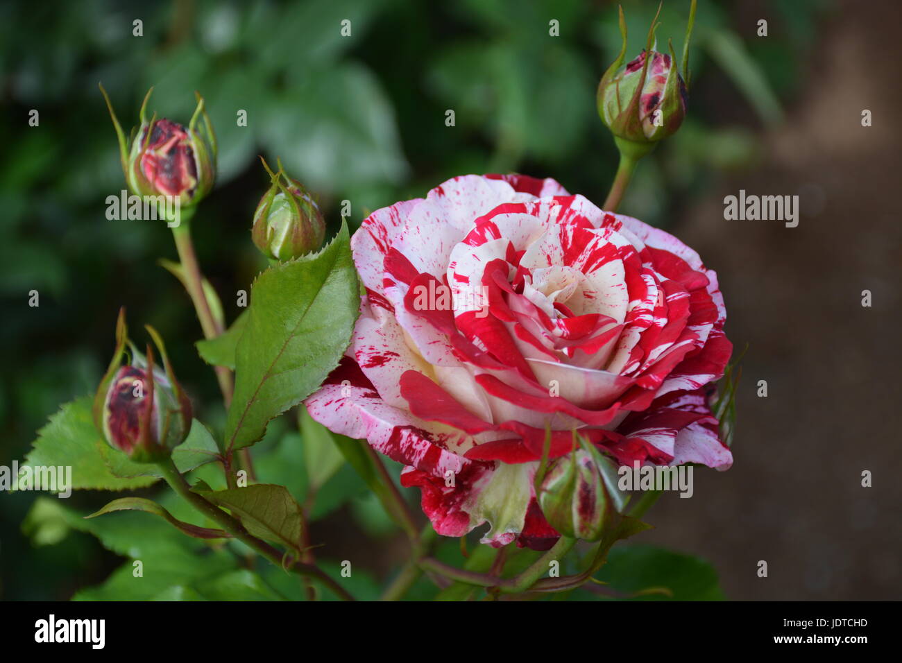Peppermint flowering hi-res stock photography and images - Alamy