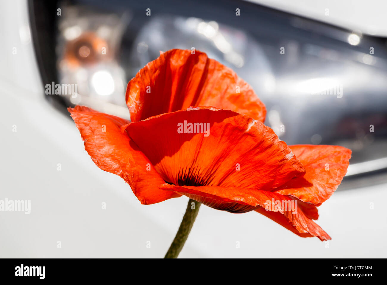 Poppy flower close-up on the white car's background Stock Photo - Alamy