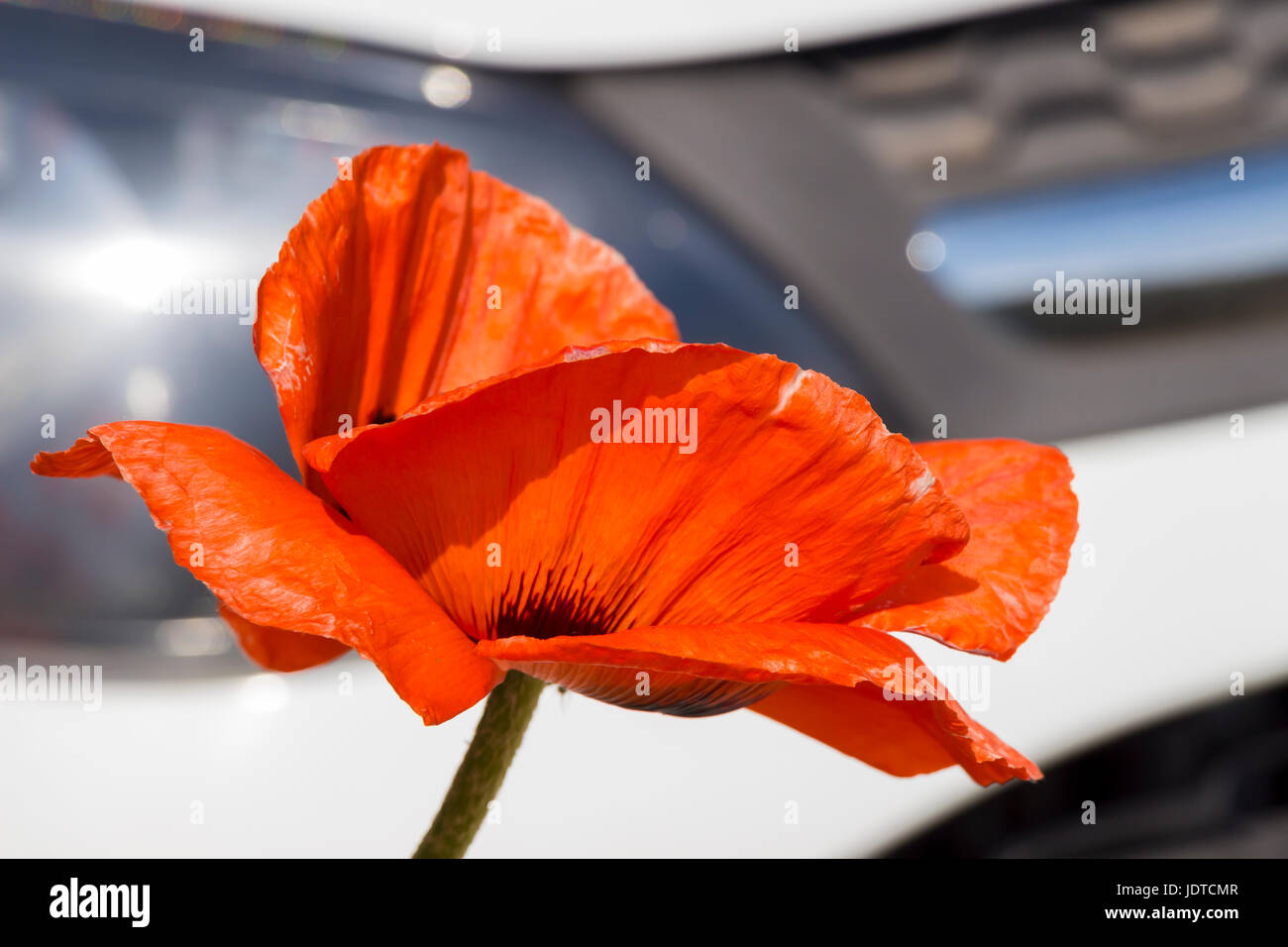 Poppy flower close-up on the white car's background Stock Photo - Alamy