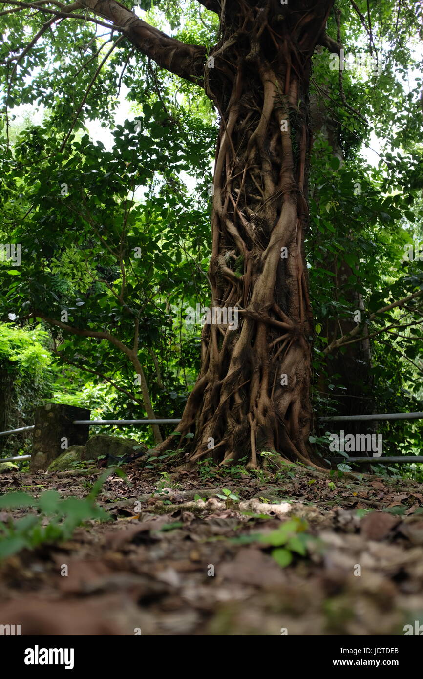 Rooted tree hi-res stock photography and images - Alamy