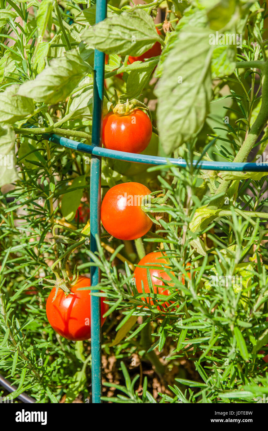 Fresh growing tomatoes in the garden with wire rings Stock Photo - Alamy