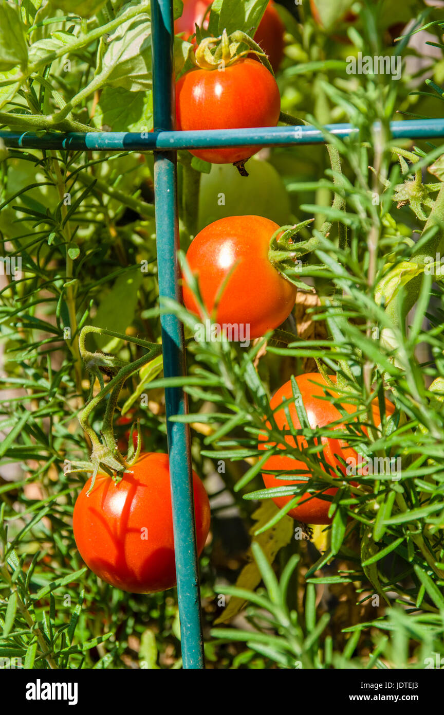 Fresh growing tomatoes in the garden with wire rings Stock Photo - Alamy