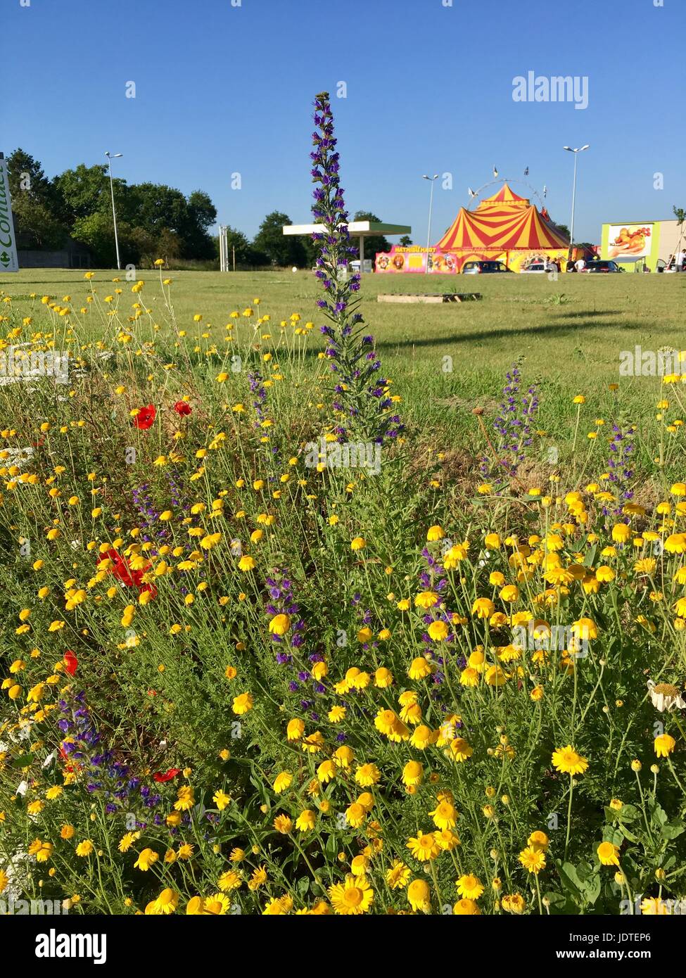 French spring flowers hi-res stock photography and images - Alamy