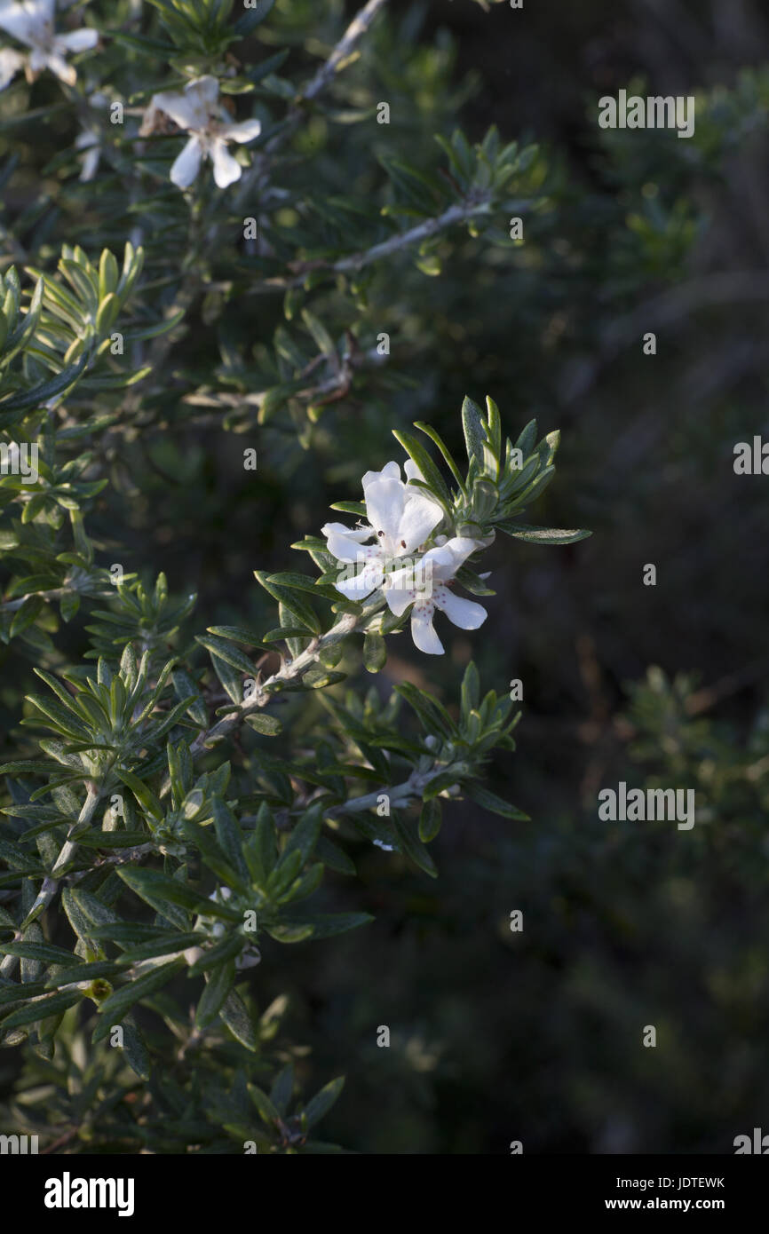 Australian native rosemary Westringia fruticosa Stock Photo - Alamy