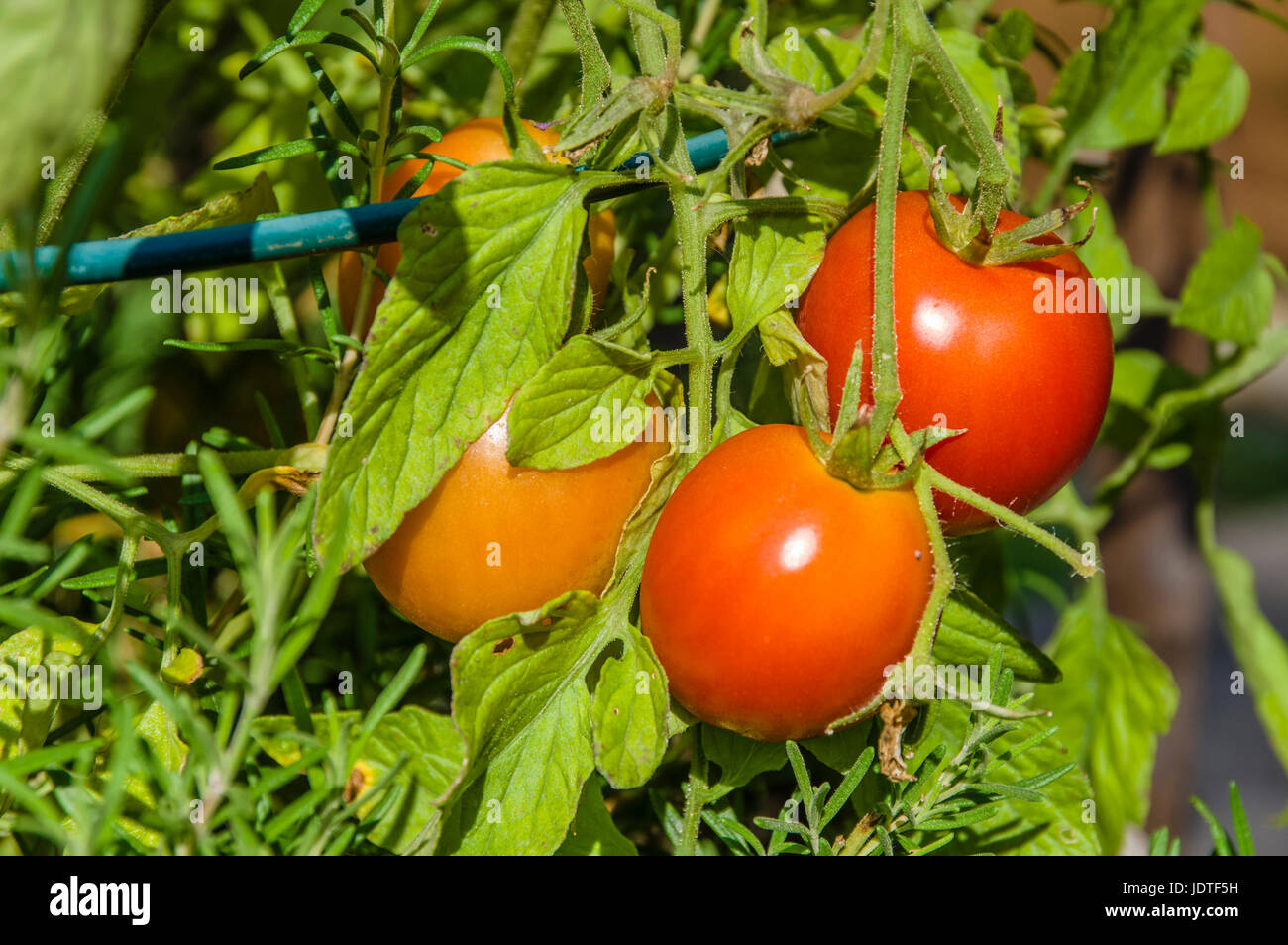Fresh growing tomatoes in the garden with wire rings Stock Photo - Alamy